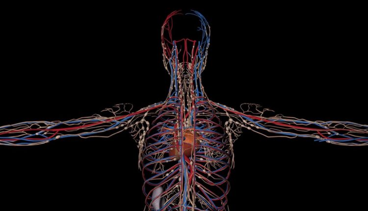 The Importance of Vascular Health - Strong Health Zone - Your Guide to ...